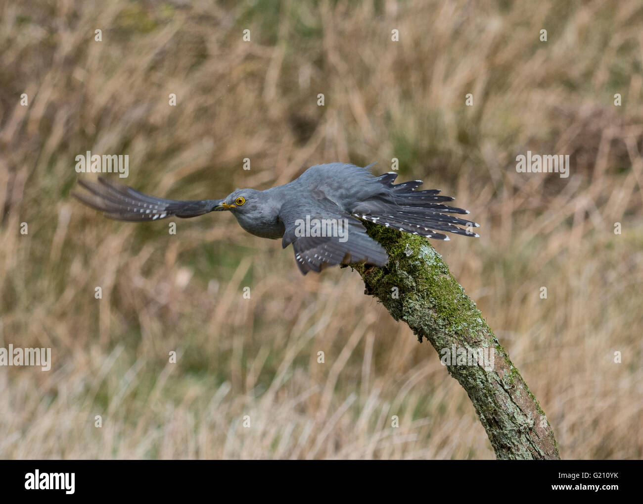 Common Cuckoo in flight Stock Photo - Alamy