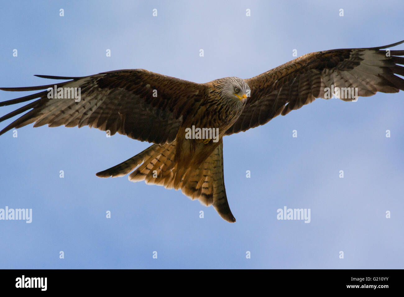 Red Kite flight Stock Photo - Alamy
