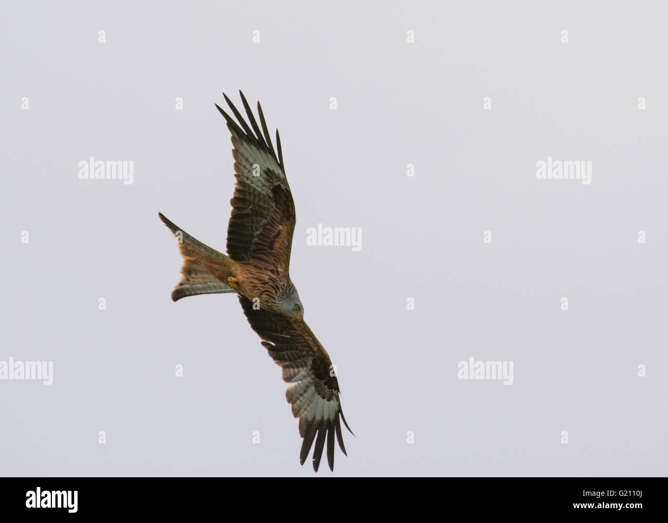 Red Kite flight Stock Photo - Alamy