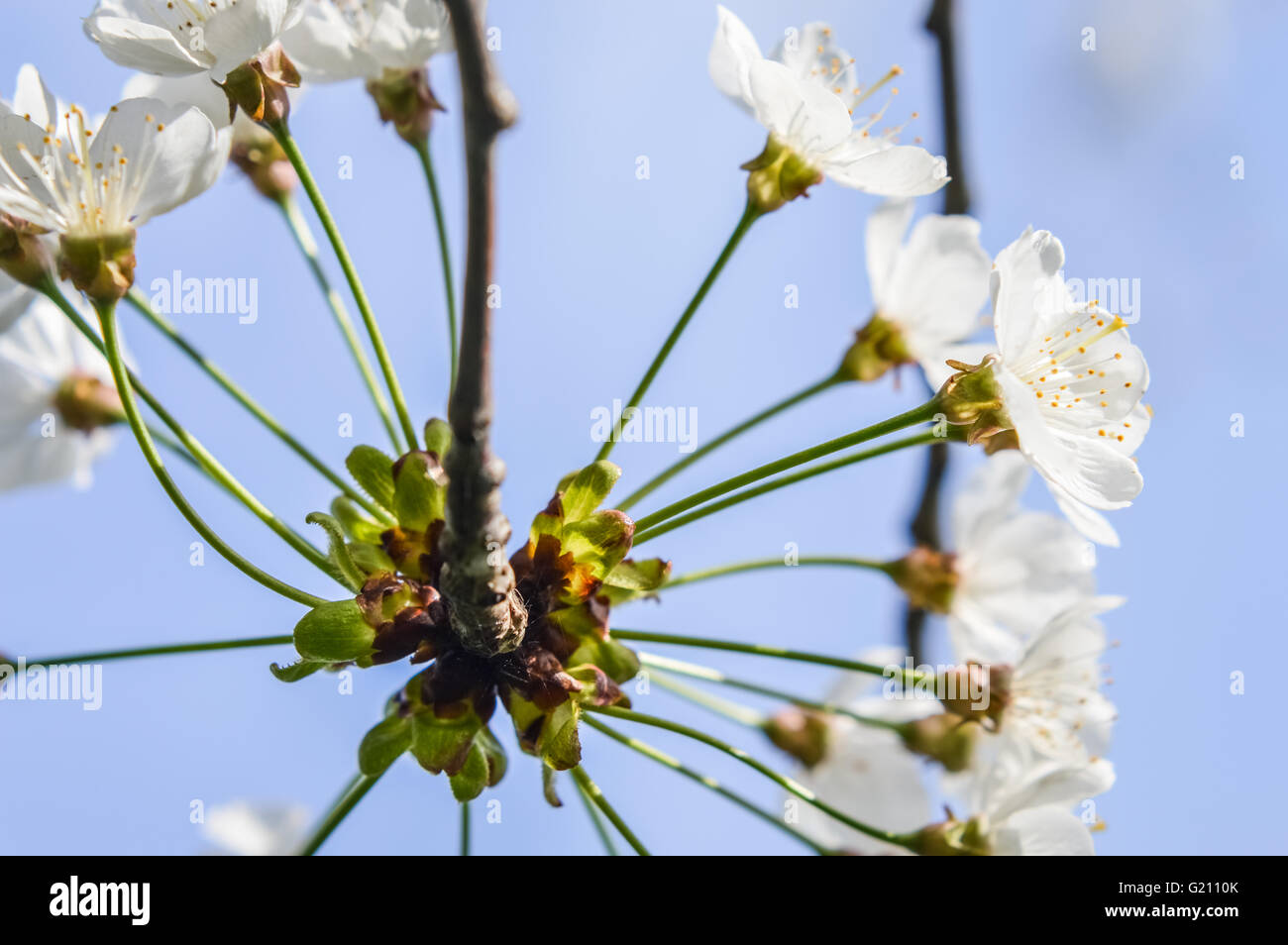 white cherry flowers Stock Photo - Alamy