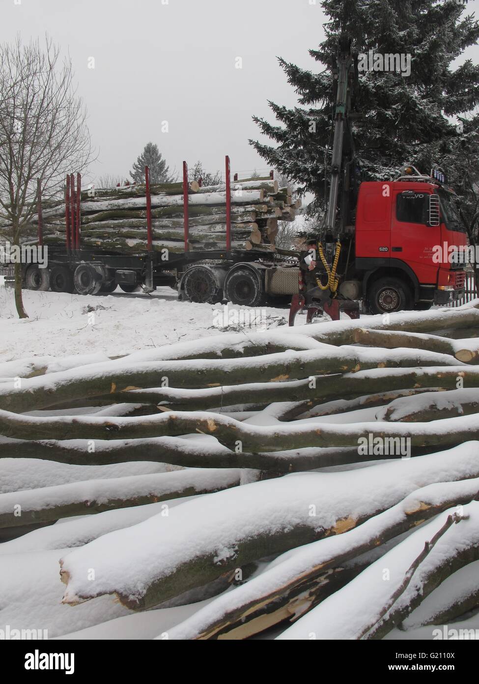 Poldovka, Czech Republic. Logs of harvested beech are lifted onto ...