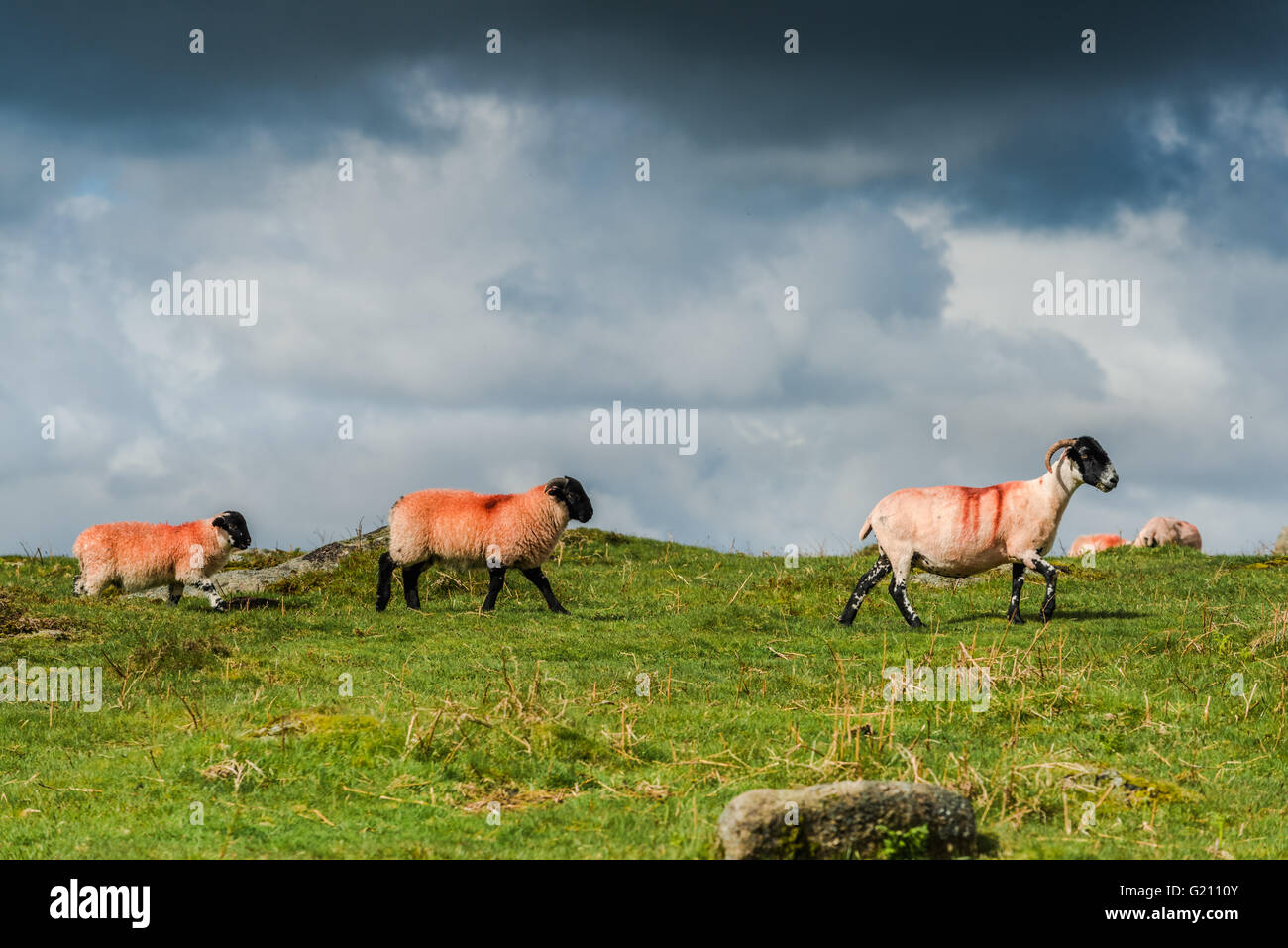 Sheep with lambs grazing, dramatic sky Stock Photo - Alamy