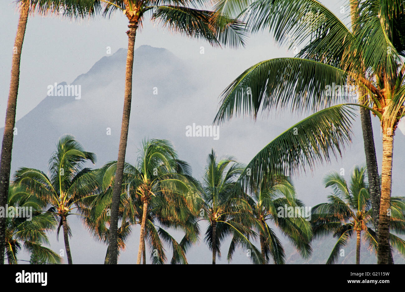 USA - Hawaii. Mid-Pacific, Oahu Island, palm trees with mountains ...