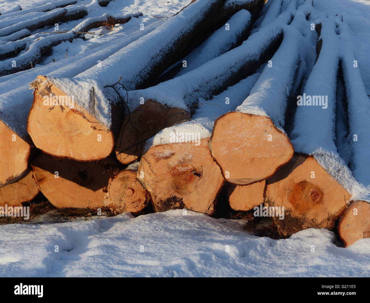 Czech Republic, Poldovka. Logs of freshly felled spruce trees covered ...