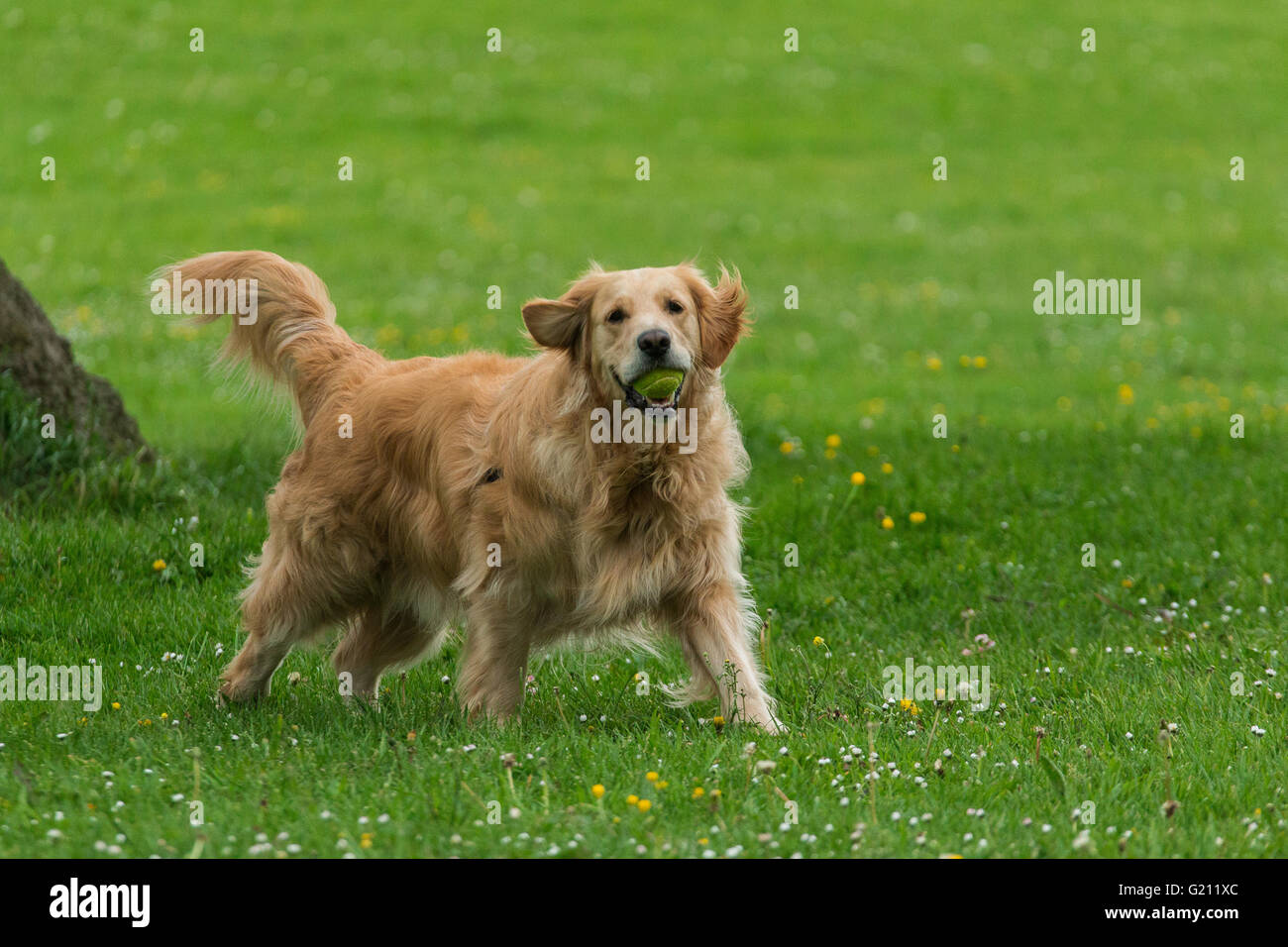 Happy Dog Golden Retriever Playing Stock Photo - Alamy