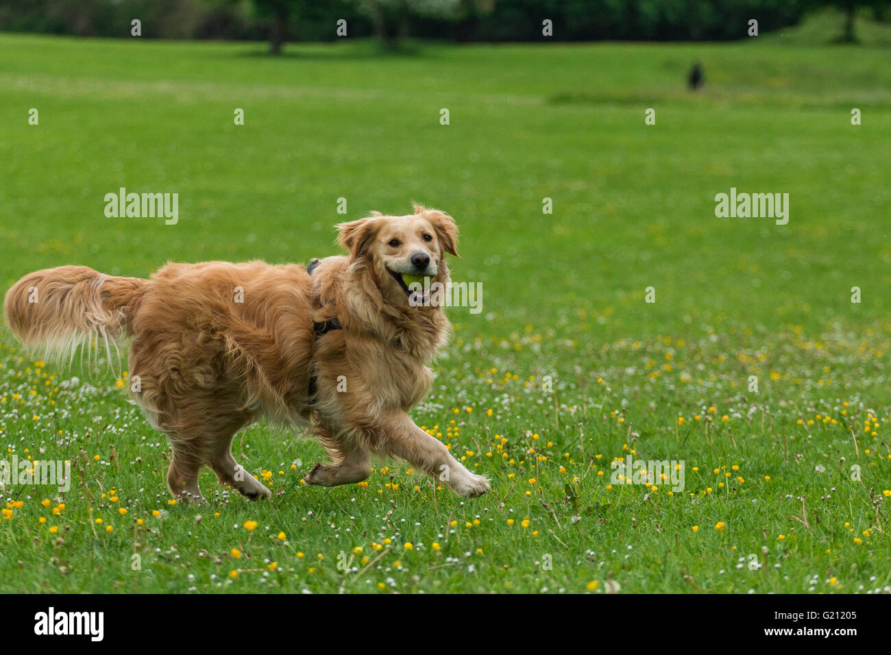 Happy Dog Golden Retriever Playing Stock Photo - Alamy