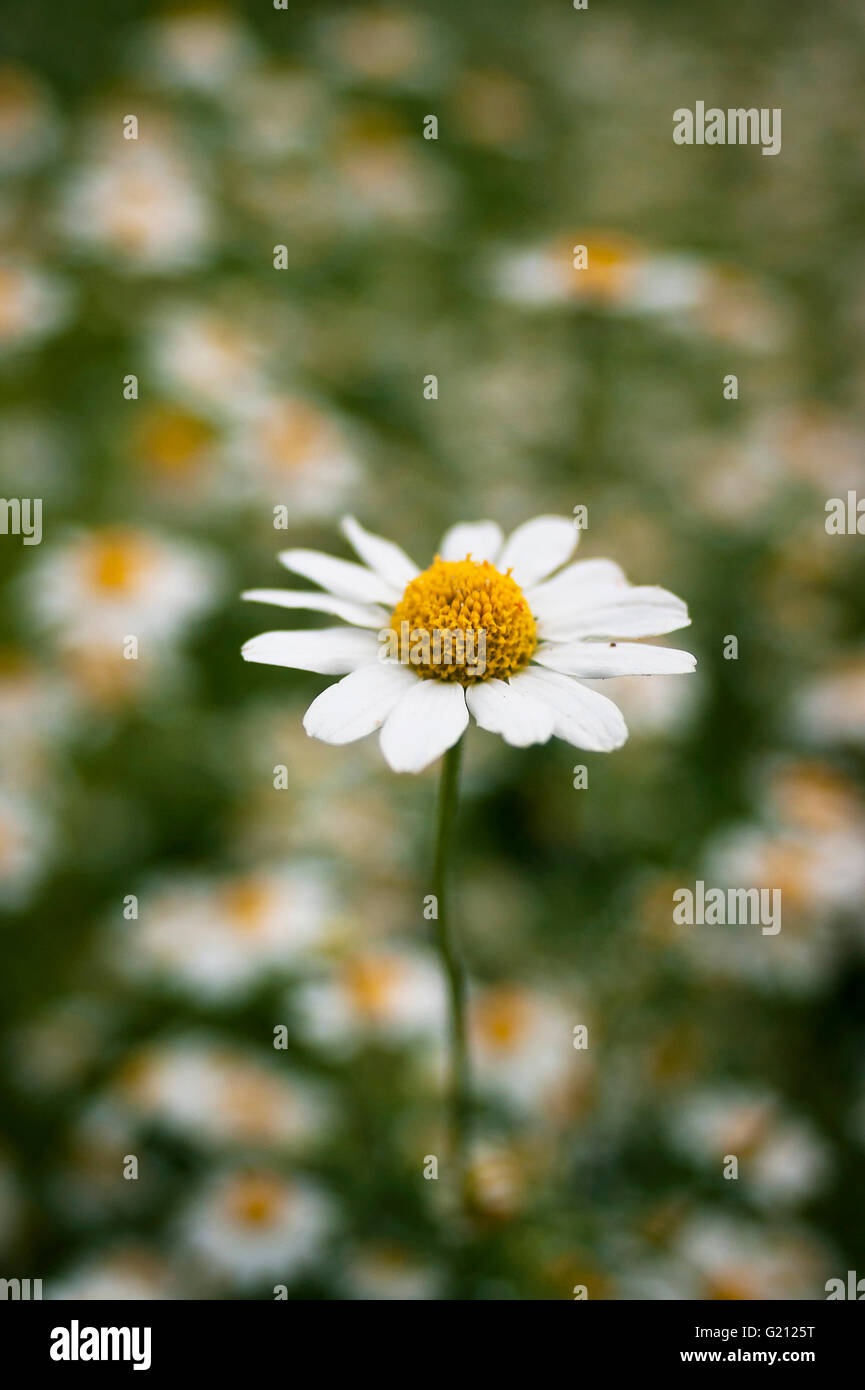 Single daisy macro shot in the daisy field Stock Photo - Alamy