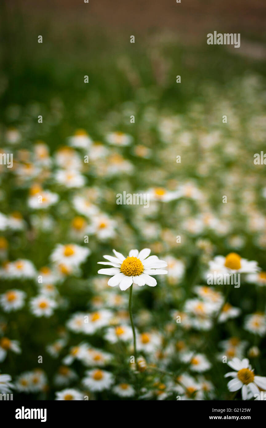 Macro shot white daisies in hi-res stock photography and images - Alamy