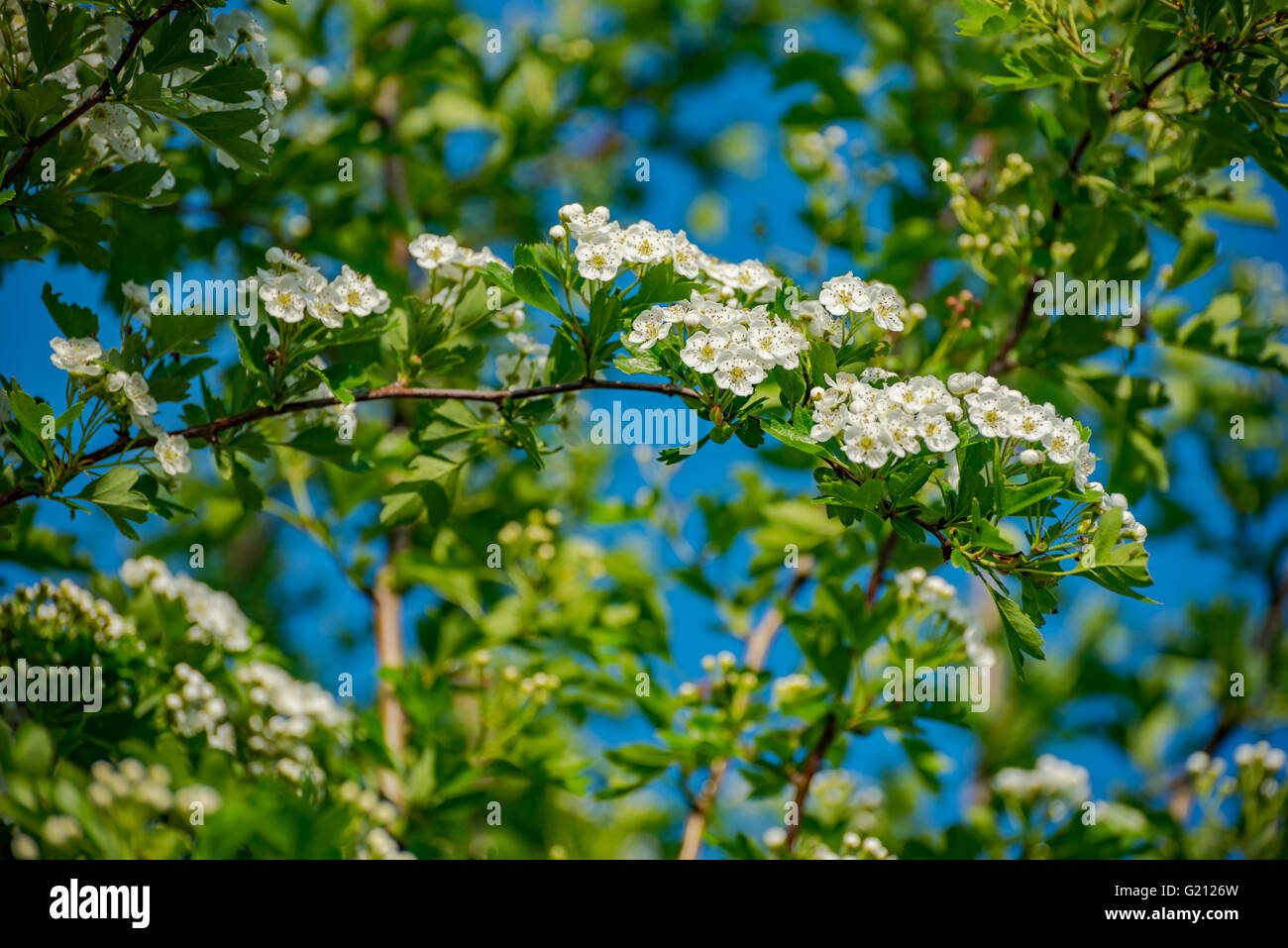 magic floral spring branch of cherry tree with blossoming flowers Stock ...
