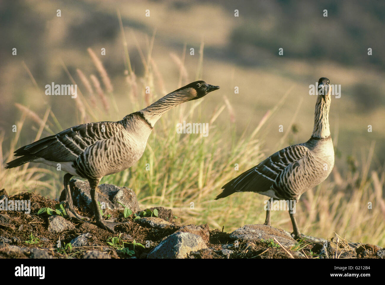 A pair of Nene ("Hawaiian Goose") [Nesochen sandvicensis], the Hawaii ...