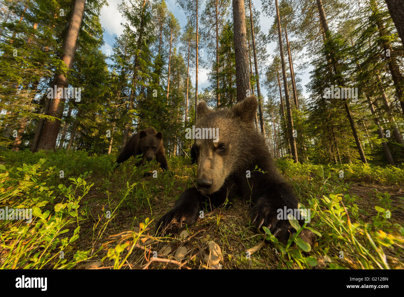 Wild grizzly bears in forest Stock Photo - Alamy