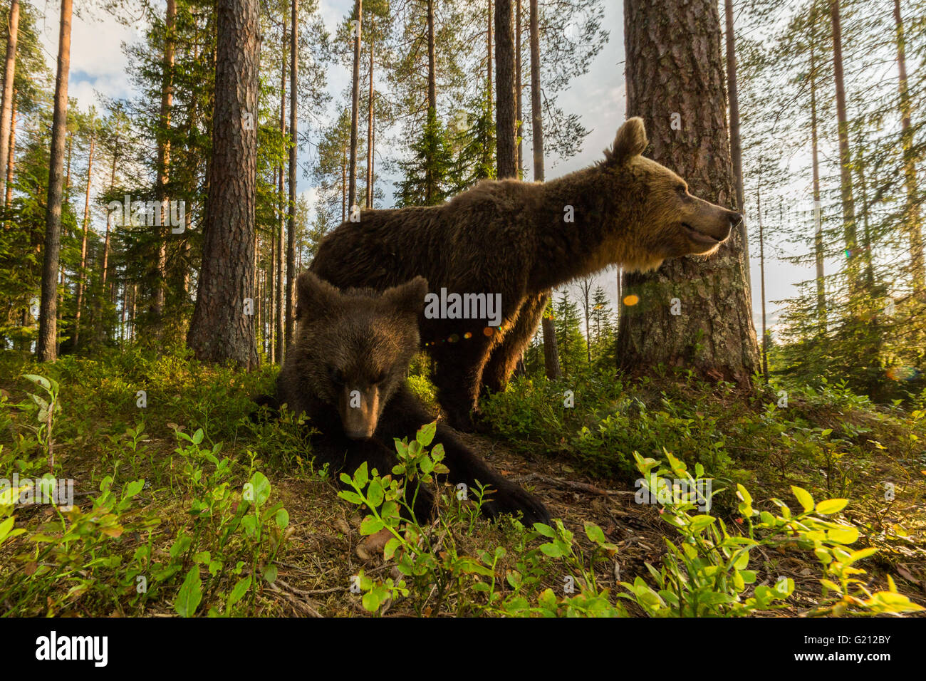 Wild grizzly bears in forest Stock Photo - Alamy