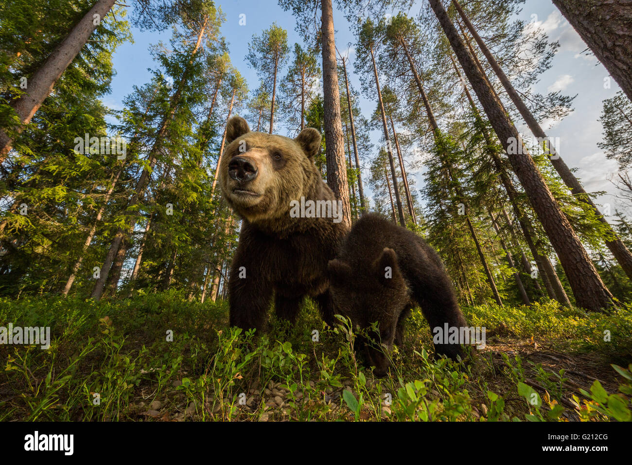 Wild grizzly bears in forest Stock Photo - Alamy