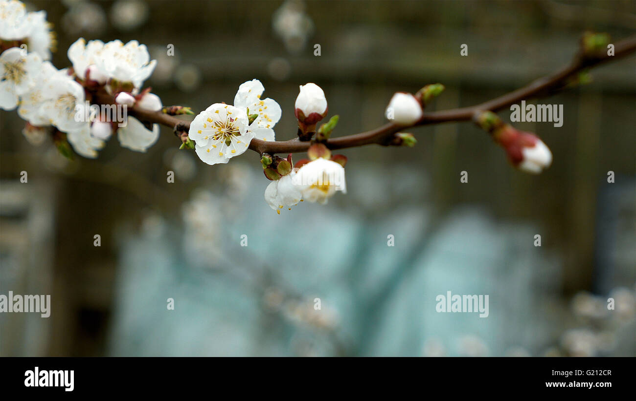 Flowers blossom on the pear fruit tree branch Stock Photo - Alamy