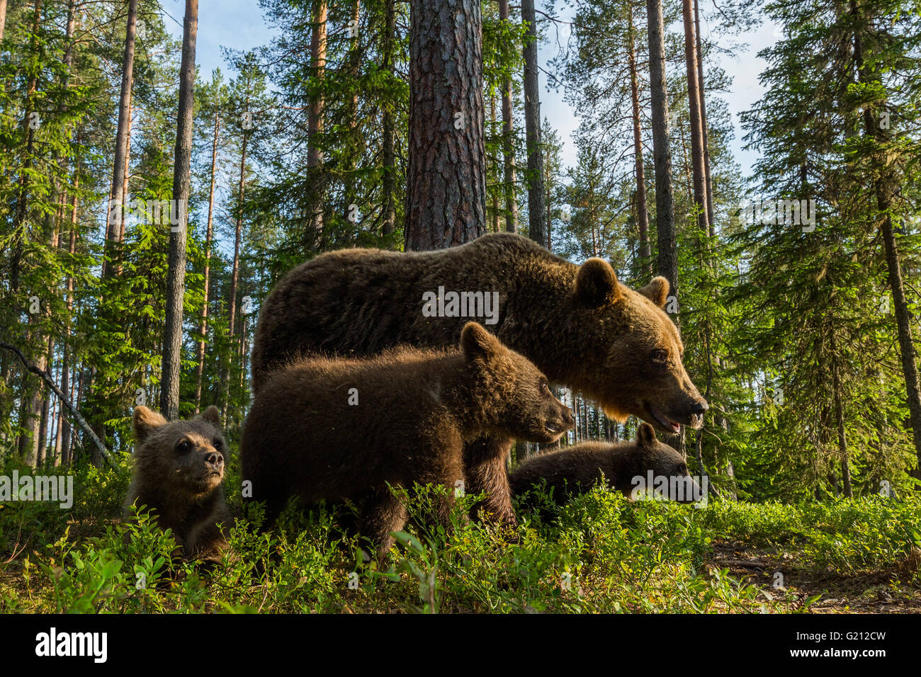 Wild grizzly bears in forest Stock Photo - Alamy