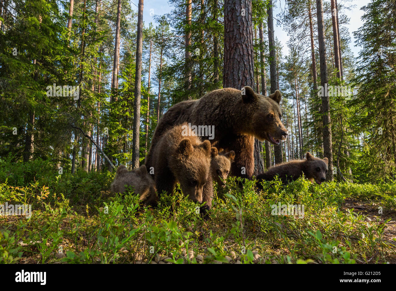 Wild grizzly bears in forest Stock Photo - Alamy
