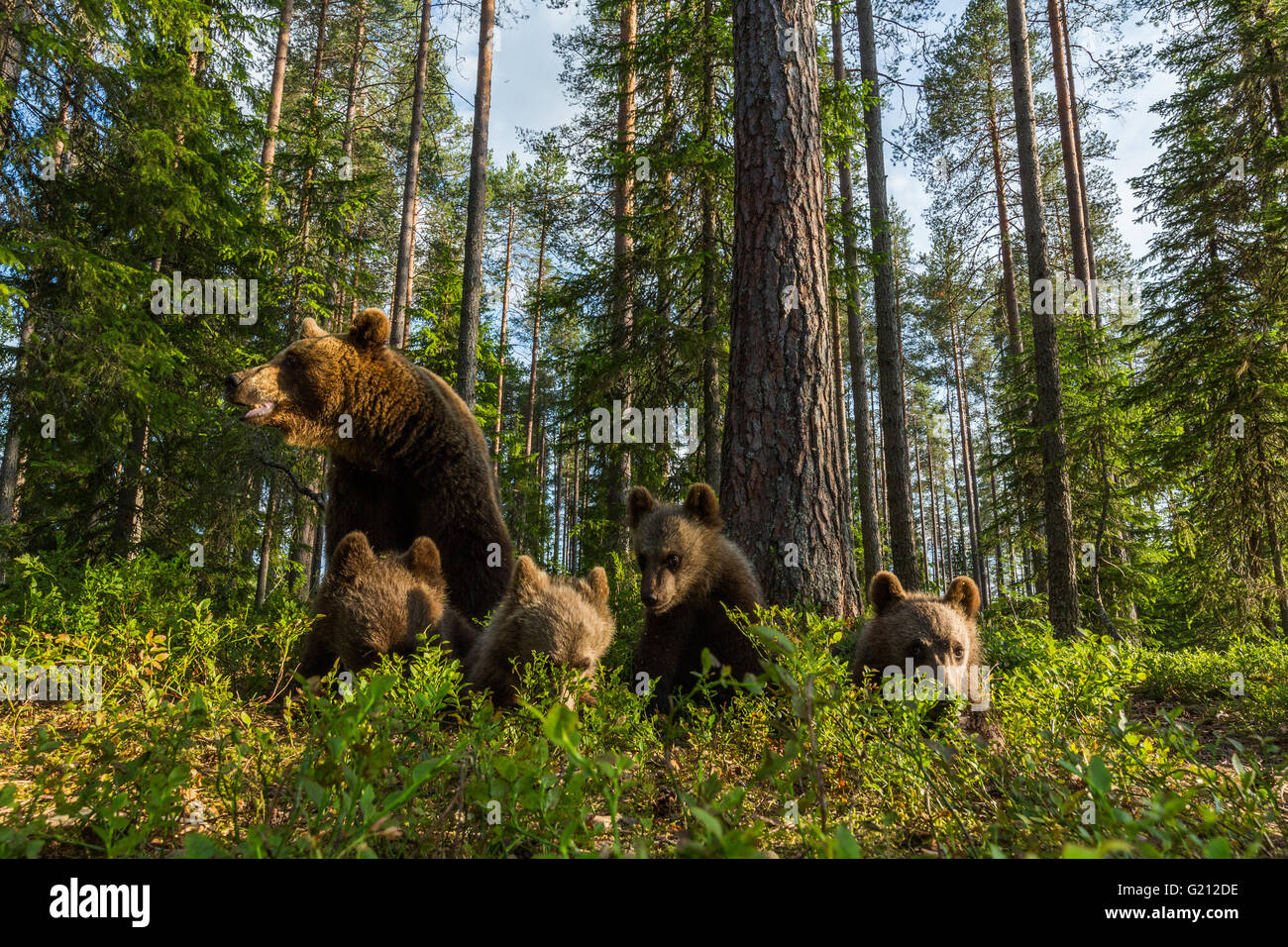 Wild grizzly bears in forest Stock Photo - Alamy