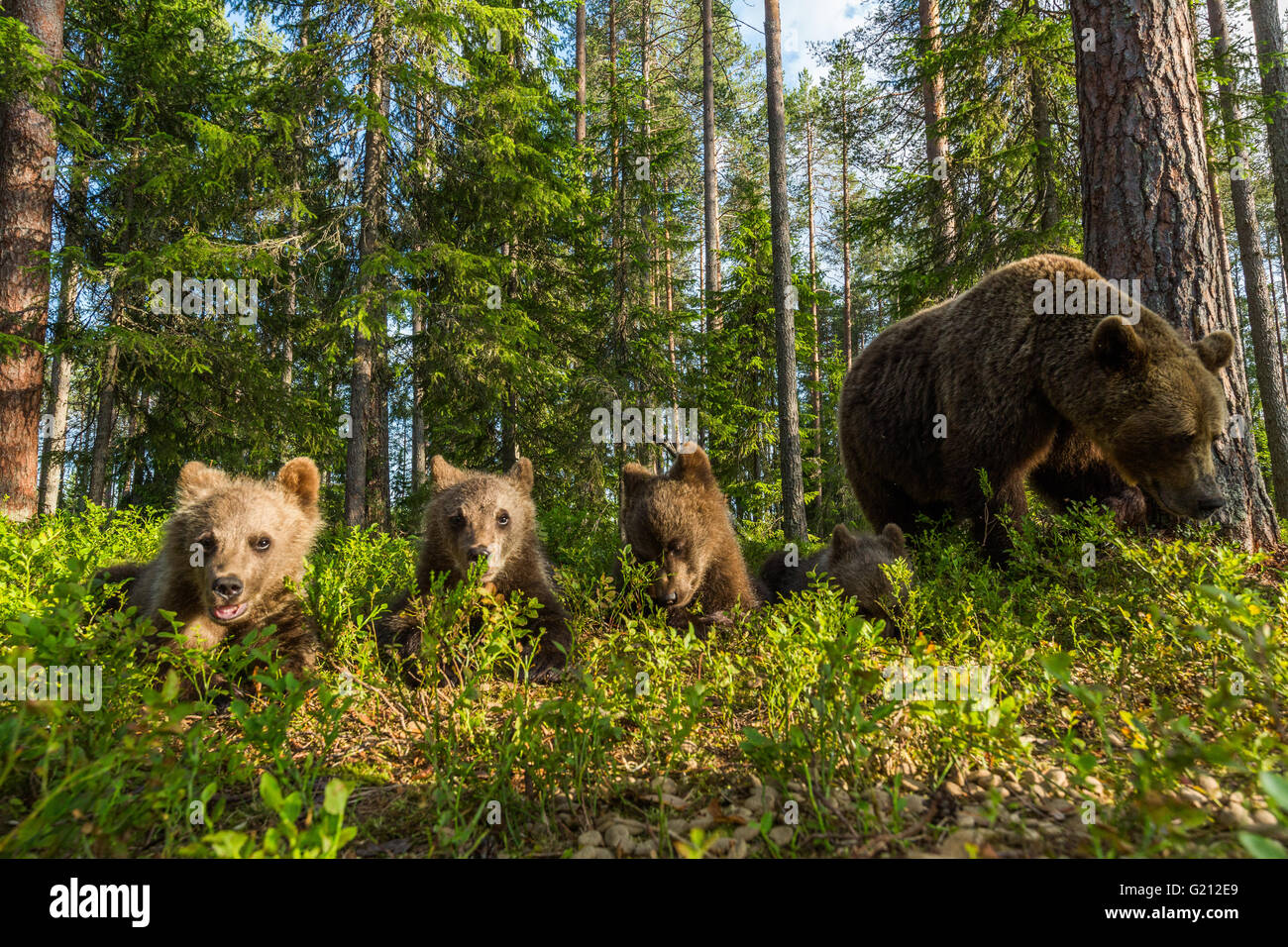 Wild grizzly bears in forest Stock Photo - Alamy