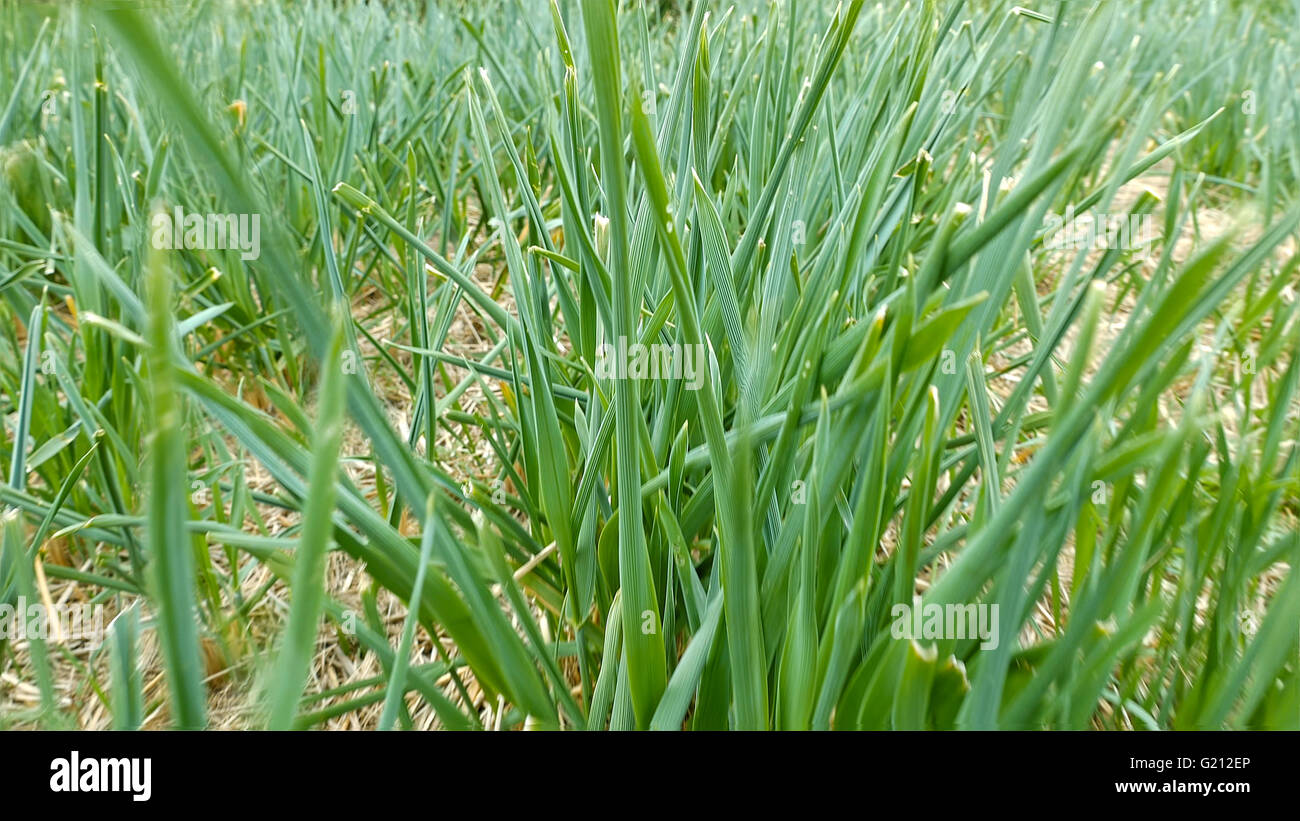 Flying through green grass on summer field or lawn Stock Photo - Alamy