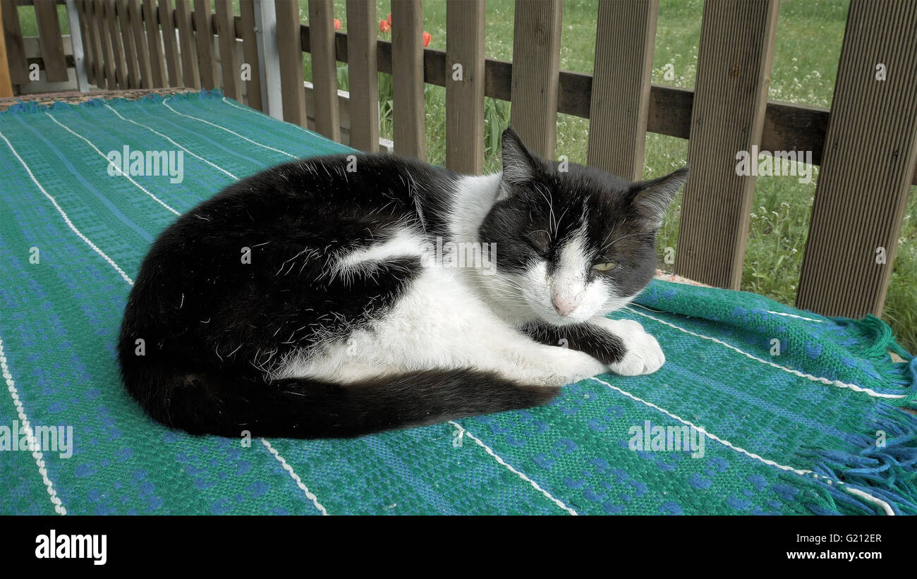 Cat sleeping in patio outside the house Stock Photo - Alamy