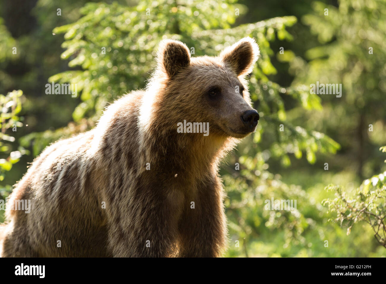 Wild grizzly bears in forest Stock Photo - Alamy