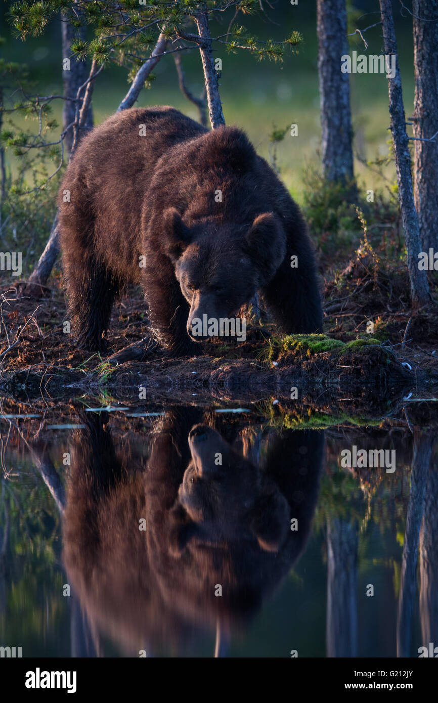 Wild grizzly bear in forest Stock Photo - Alamy