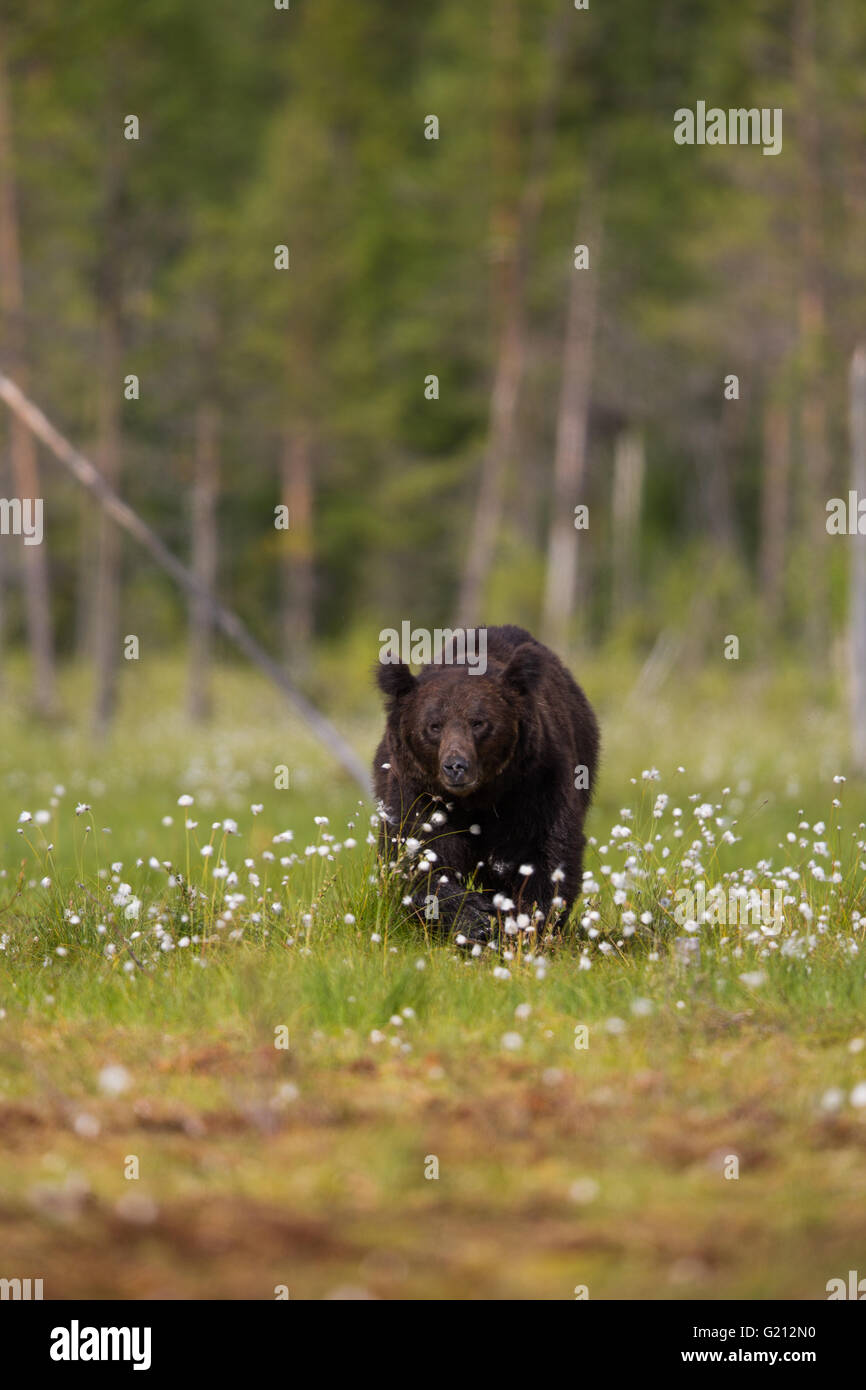 Wild grizzly bear in forest Stock Photo - Alamy