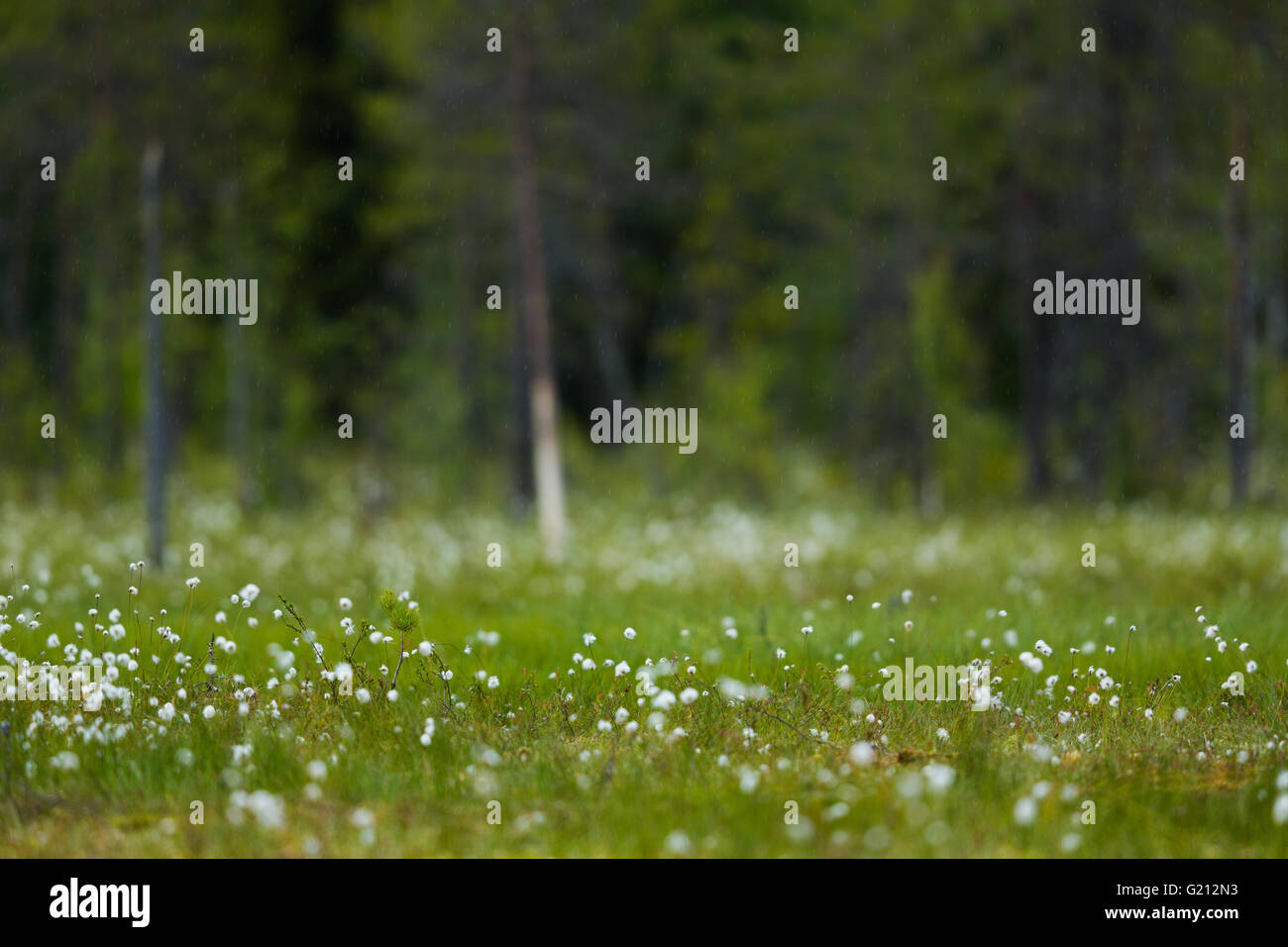 Fresh meadow field in Finland Stock Photo - Alamy