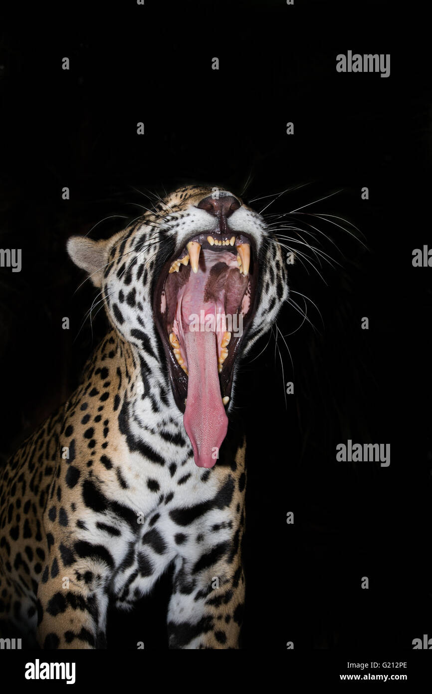Jaguar Teeth