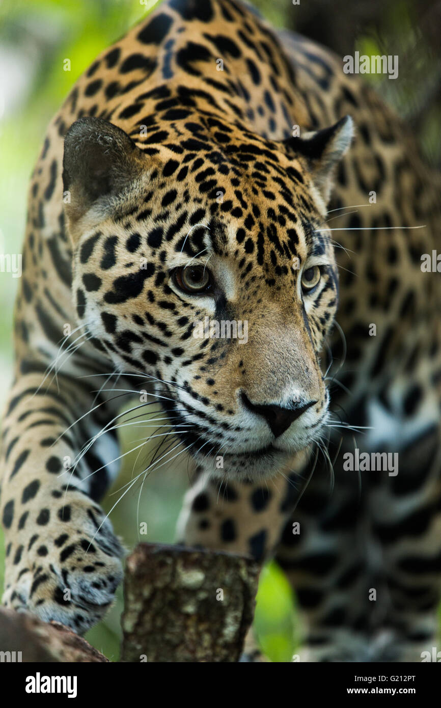 Jaguar claws hi-res stock photography and images - Alamy Jaguar claws hi-res stock photography and images - Alamy
