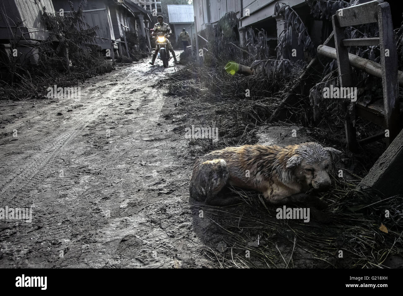 North Sumatra, Indonesia. 22nd May, 2016. An injured dog covered in ...