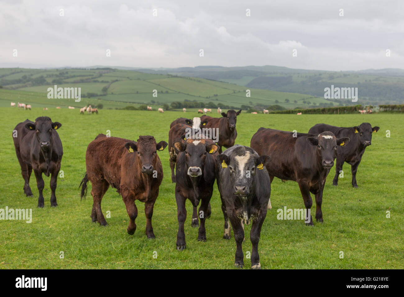 Cows in a field Stock Photo - Alamy