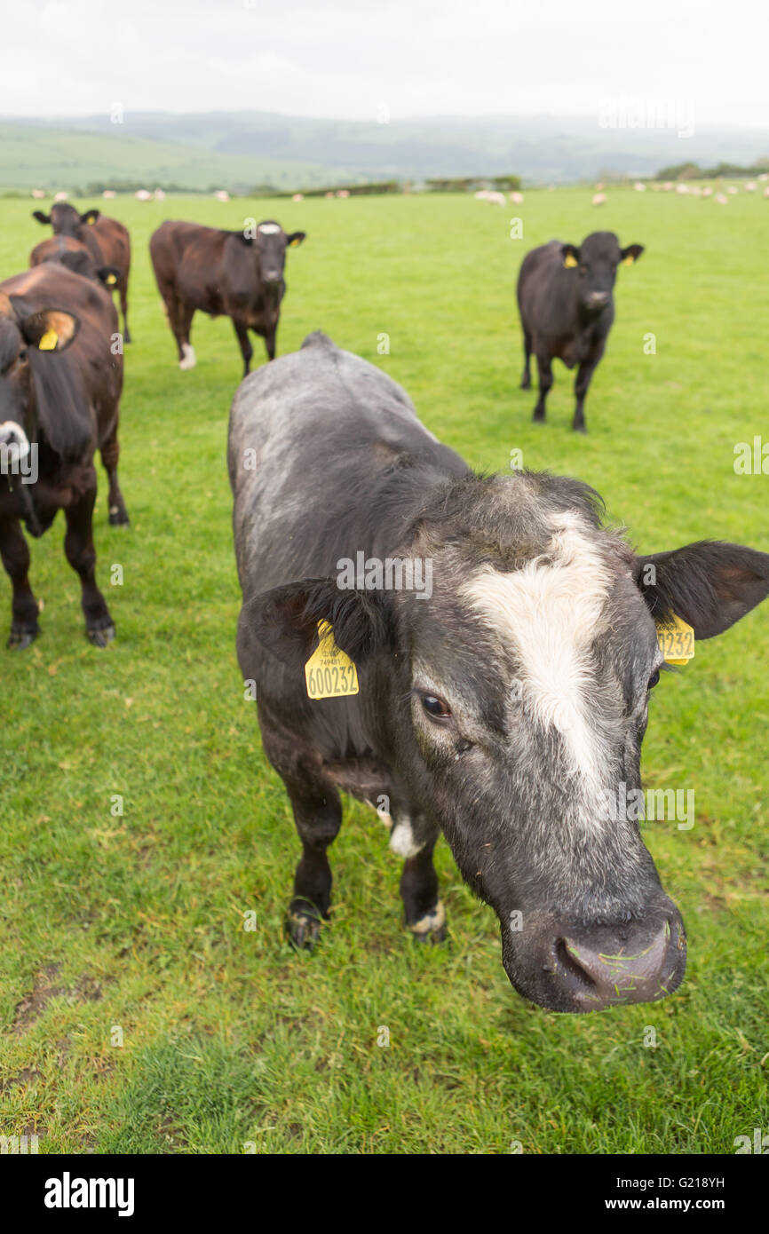 cow in a field Stock Photo - Alamy