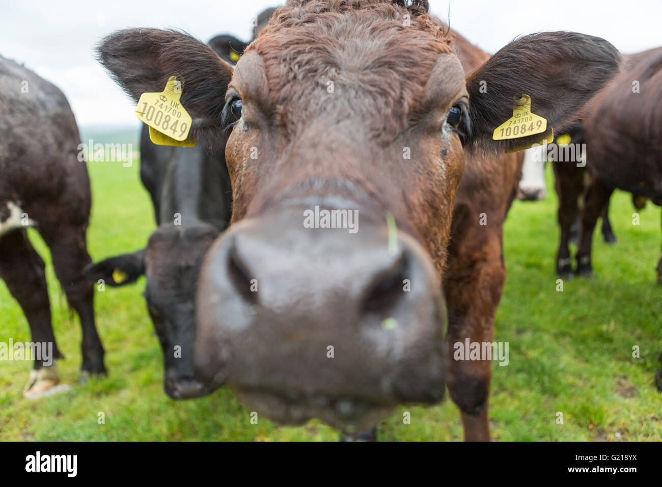 A cows face closeup Stock Photo - Alamy
