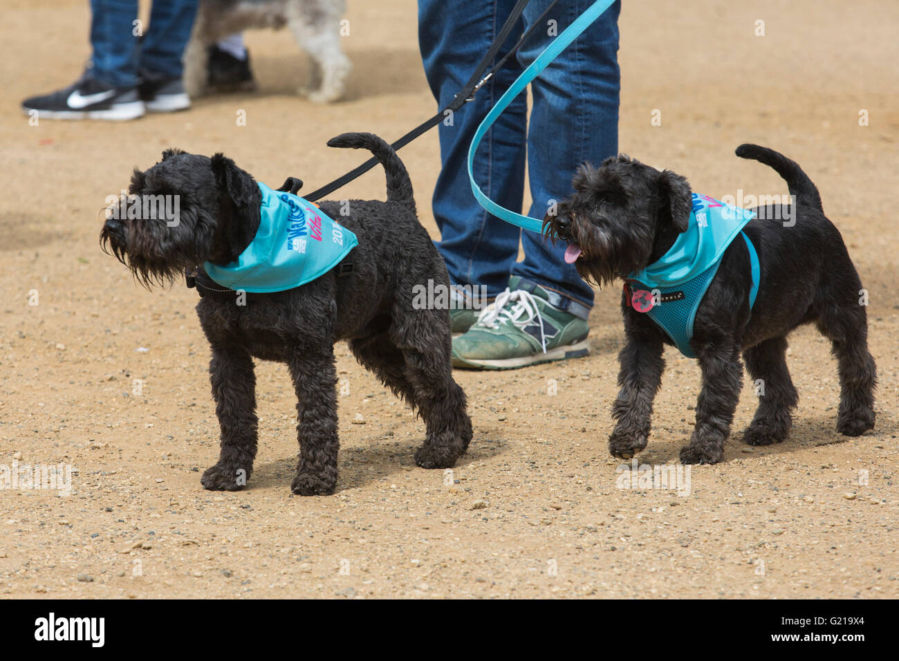 London, UK. 22 May 2016. Hundreds of dogs and their owners gathered in ...