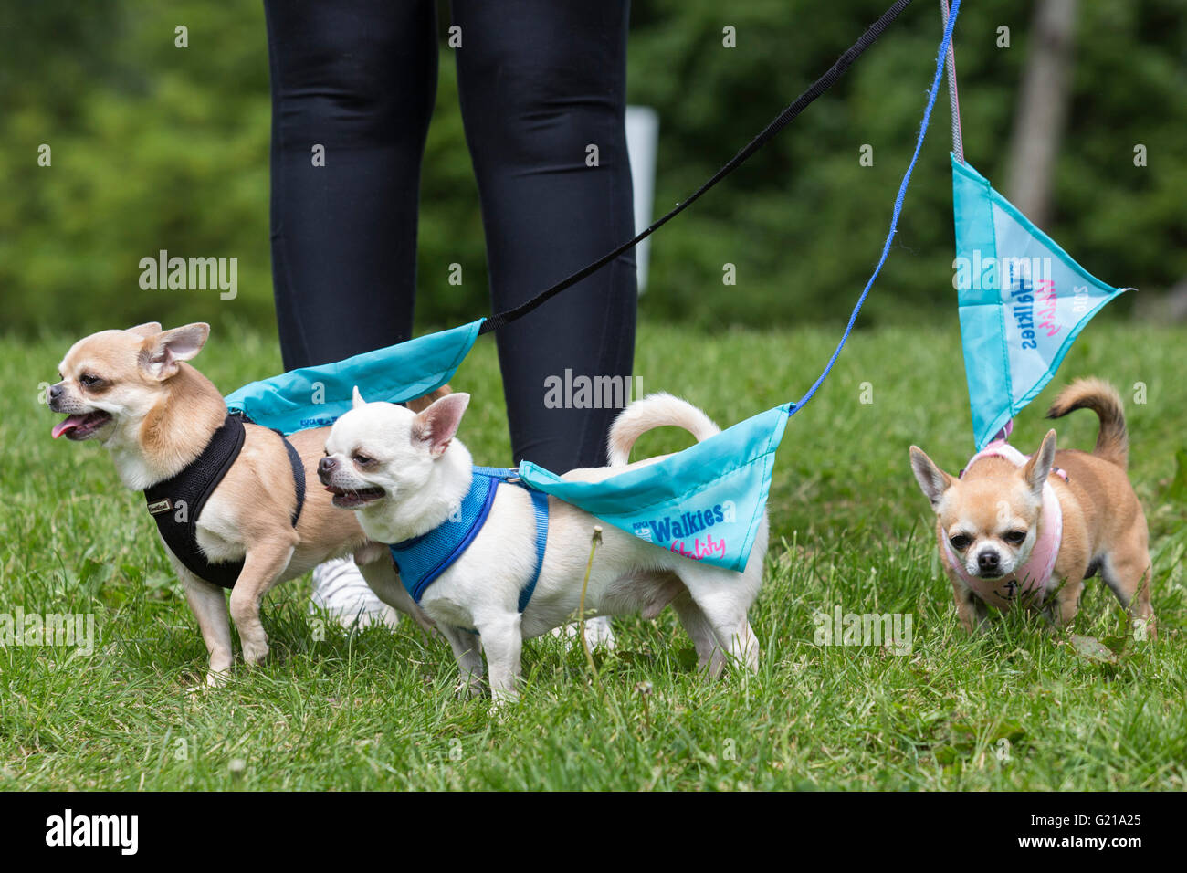 London, UK. 22 May 2016. Hundreds of dogs and their owners gathered in ...
