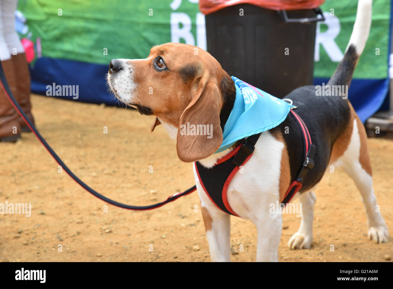 Alexandra Palace, London, UK. 22nd May 2016. The RSPCA Big Walkies ...