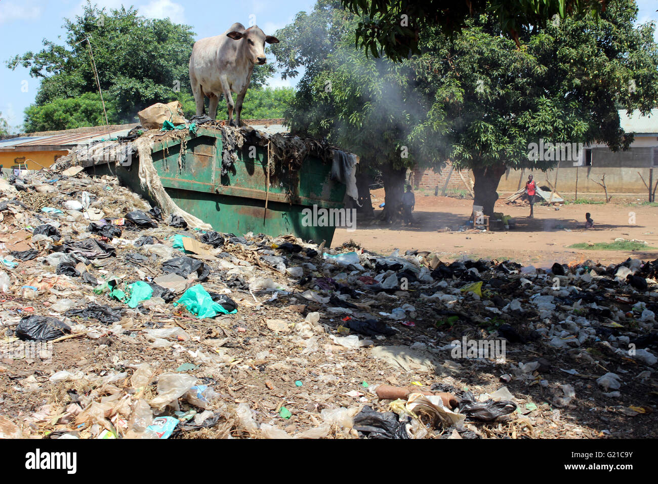 A cow rests on a rubbish dump in Soroti town, Uganda Stock Photo - Alamy