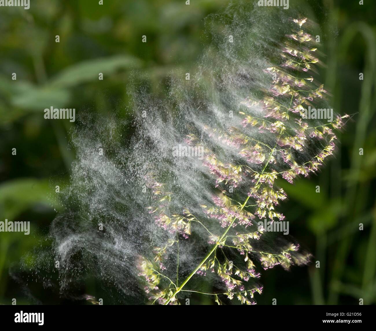 Elkton, Oregon, USA. 22nd May, 2016. A cloud of pollen explodes from a ...