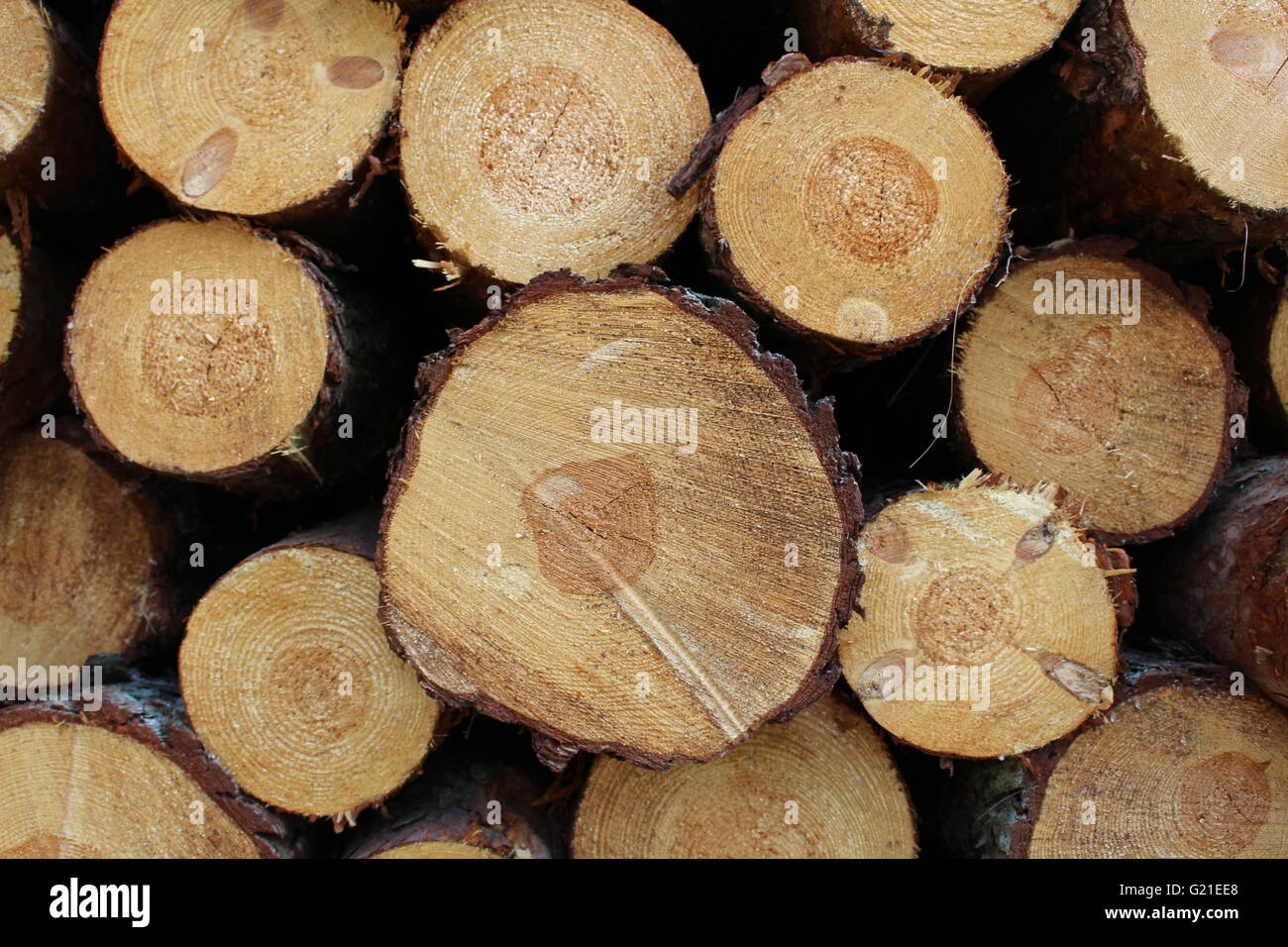 Sulmin, Poland. 22nd May, 2016. Polish Ministry of the Environment ...