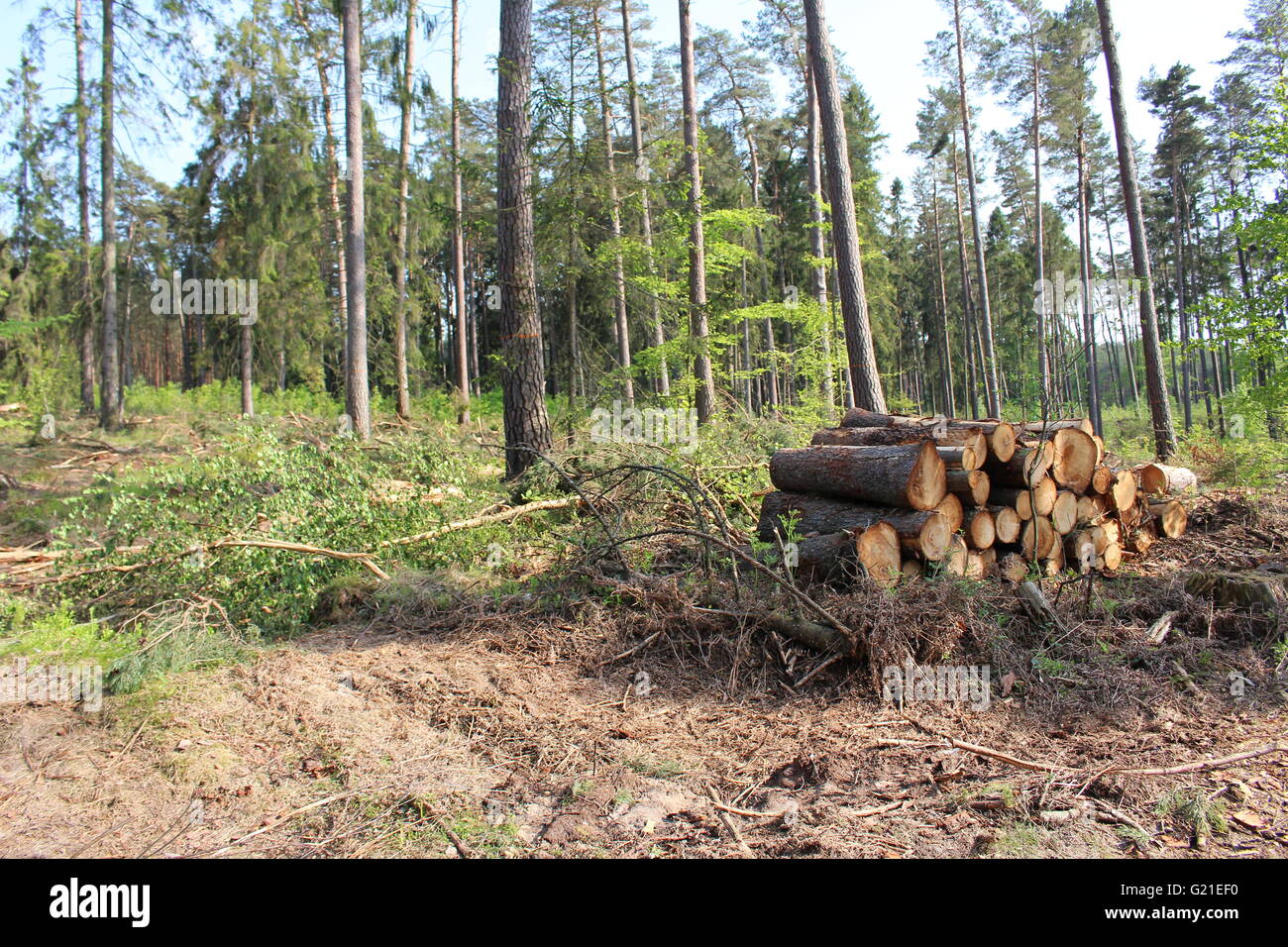 Polish forestry hi-res stock photography and images - Alamy