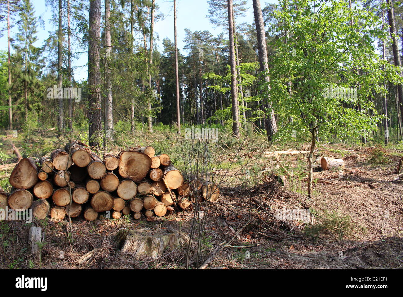 Sulmin, Poland. 22nd May, 2016. Polish Ministry of the Environment ...