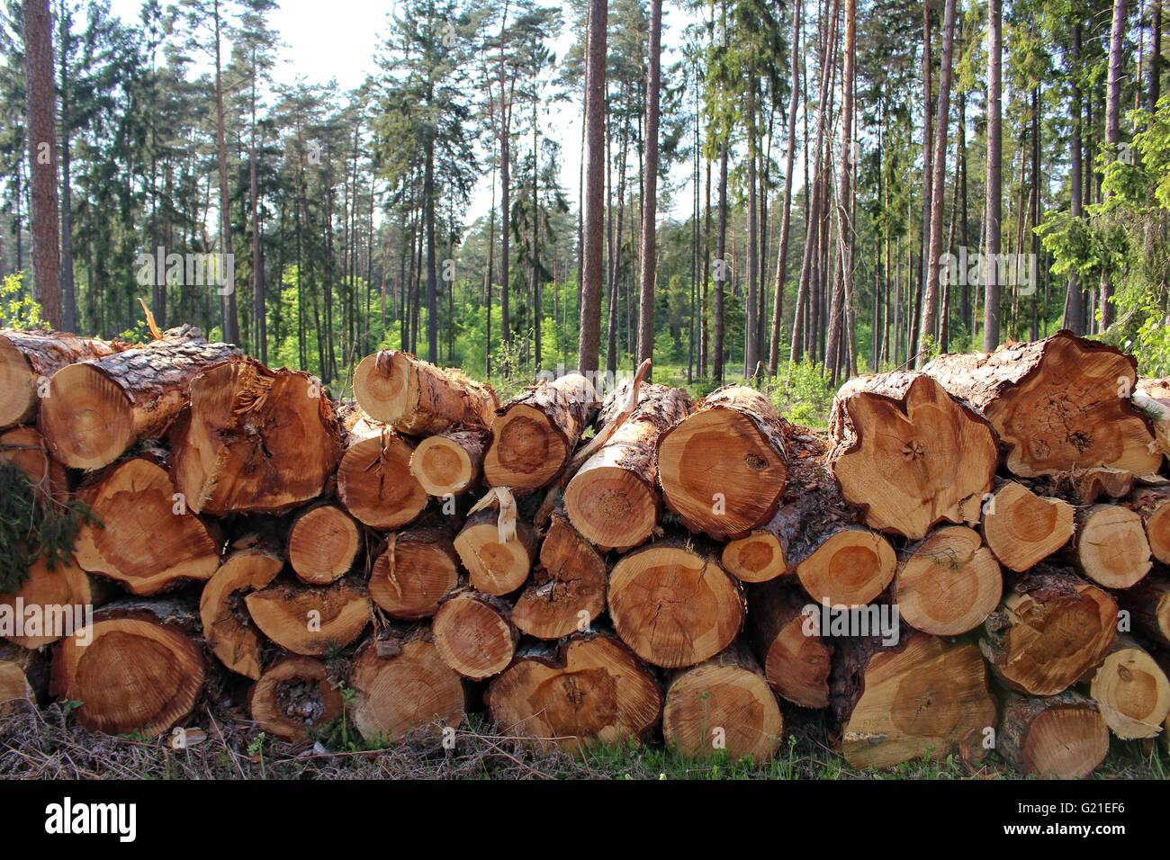 Sulmin, Poland. 22nd May, 2016. Polish Ministry of the Environment ...