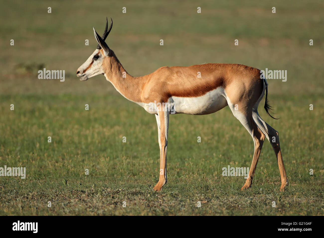 A female springbok antelope (Antidorcas marsupialis), Kalahari desert ...