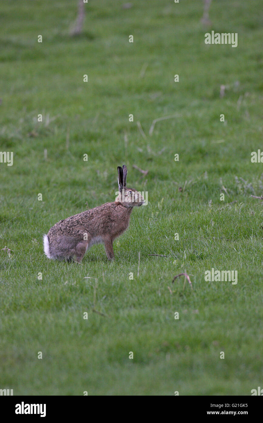 Hare scotland spring hi-res stock photography and images - Alamy