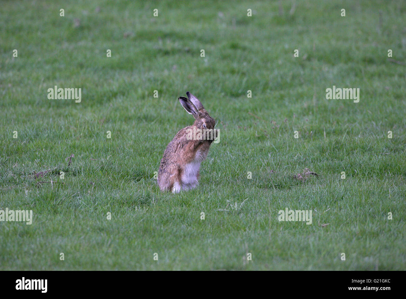 Hare scotland spring hi-res stock photography and images - Alamy