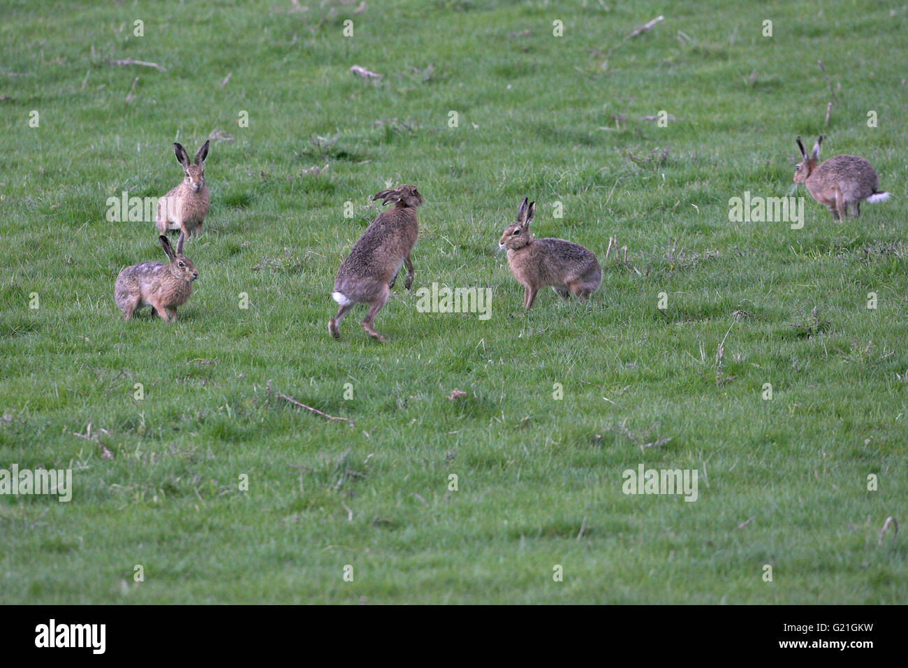 Hare scotland spring hi-res stock photography and images - Alamy