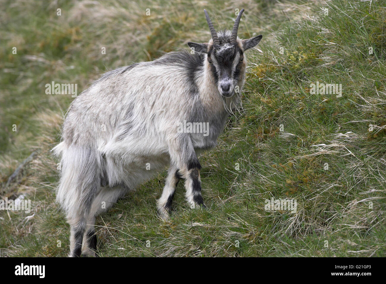 Feral goat Findhorn Valley Scotland Stock Photo - Alamy