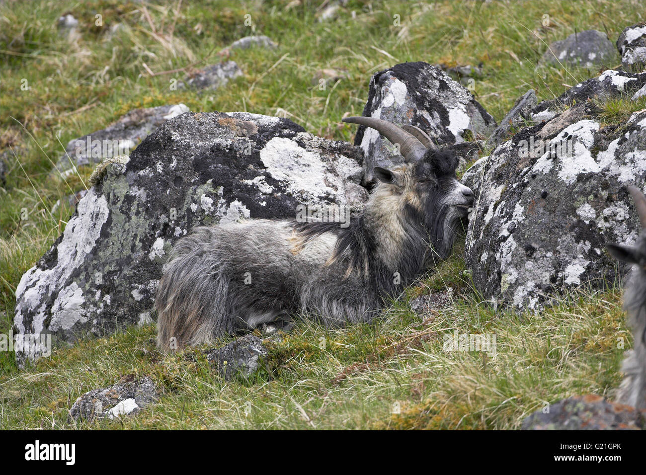 Feral goat Findhorn Valley Scotland Stock Photo - Alamy