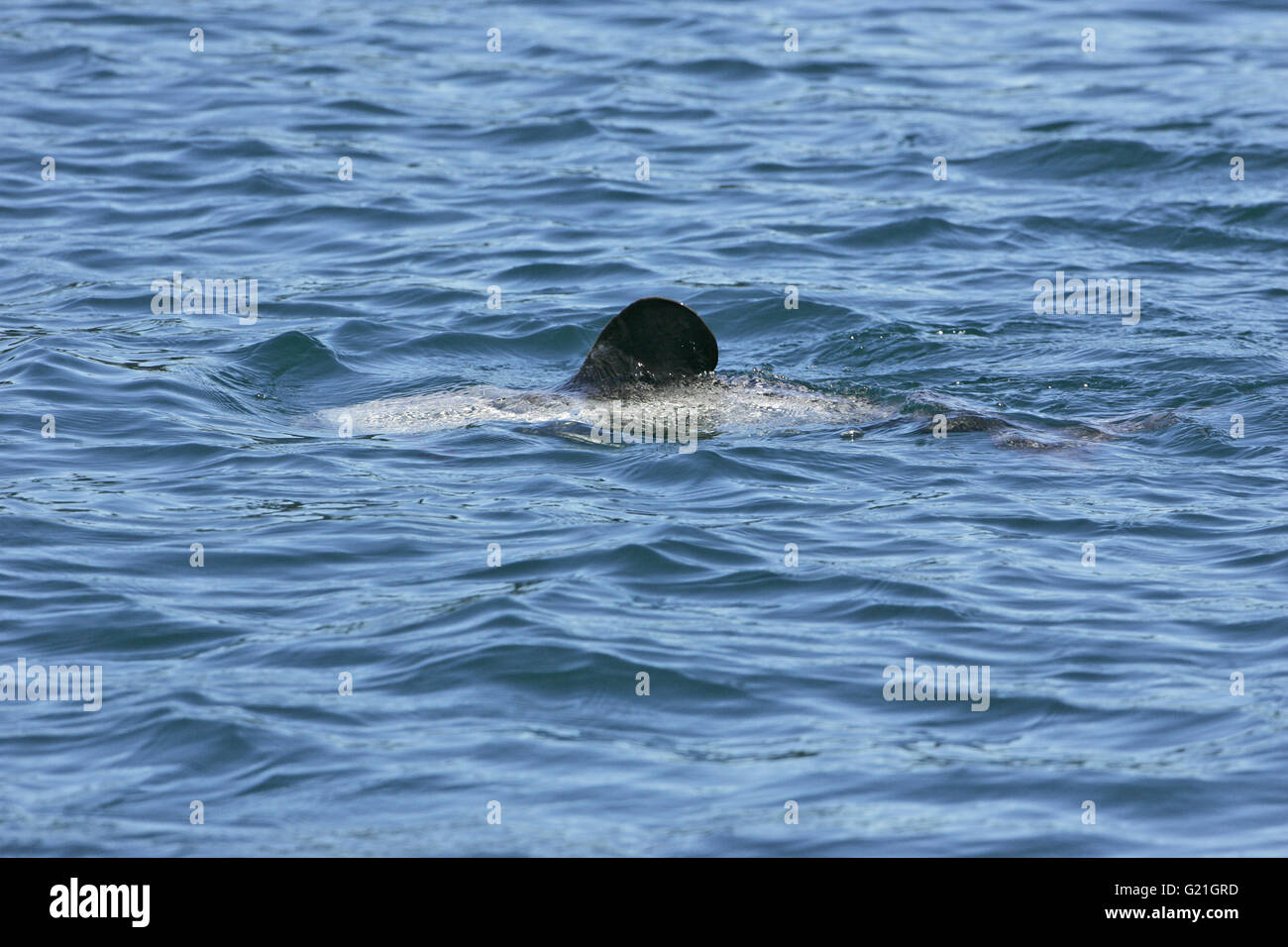 Hector's dolphin Cephalorhynchus hectori Queen Charlotte Sound New ...
